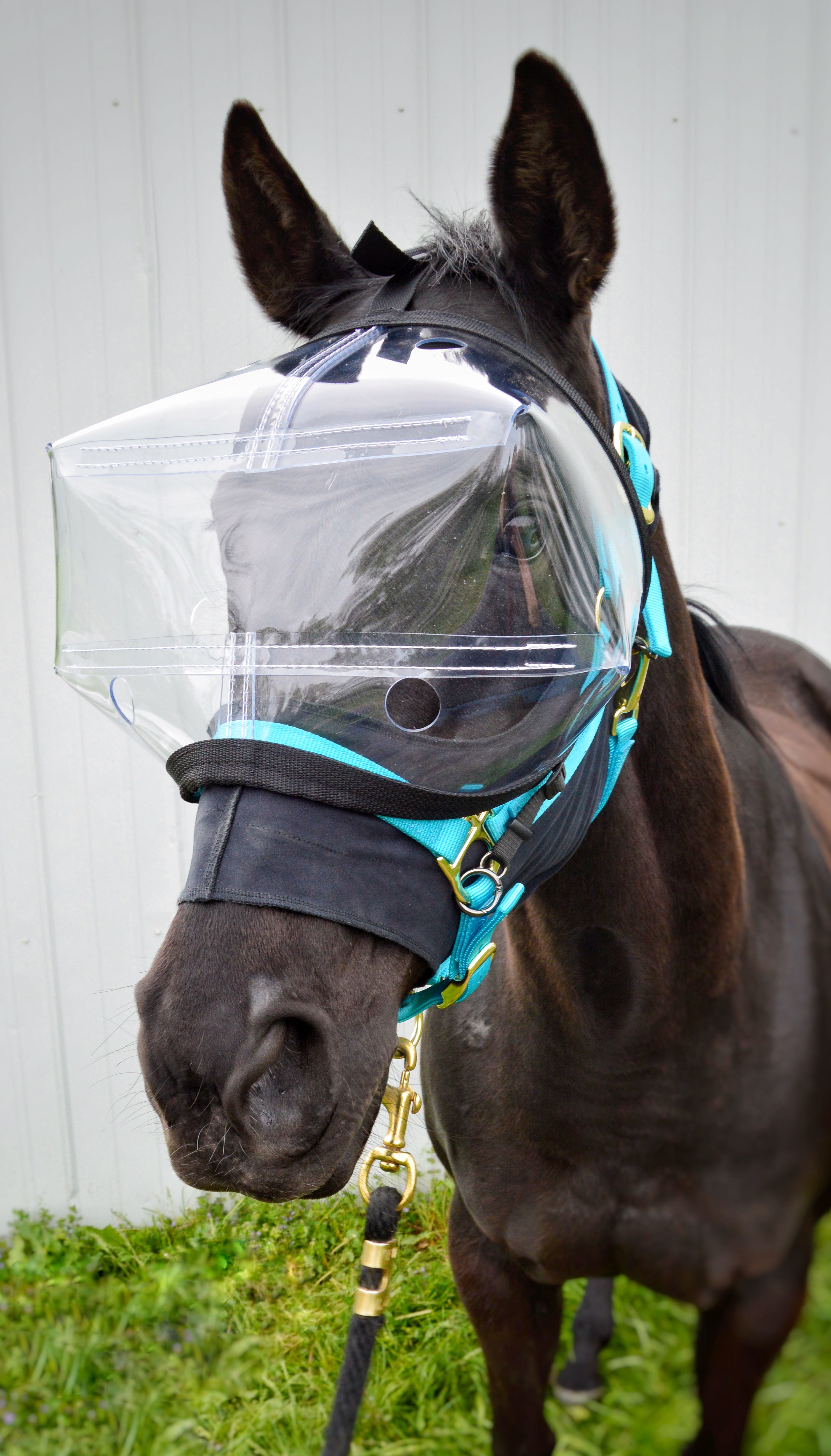 Eye Protective System – Equine Eye Supply